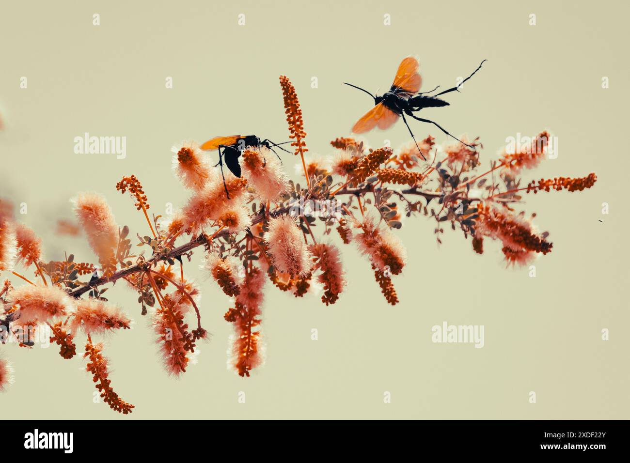 Tarantula Hawk, Pepsis Stock Photo - Alamy