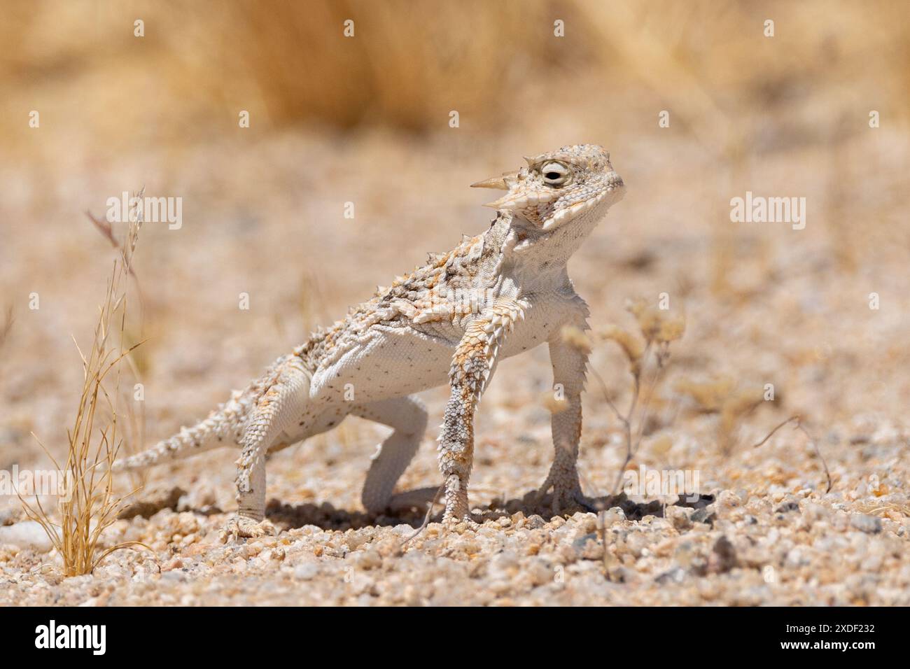 Desert Horned Lizard, Phrynosoma platyrhinos, California Stock Photo - Alamy