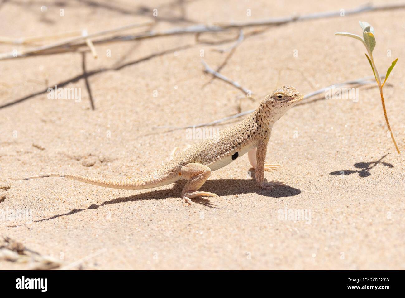 Mojave fringe-toed lizard, Uma scoparia, California Stock Photo - Alamy