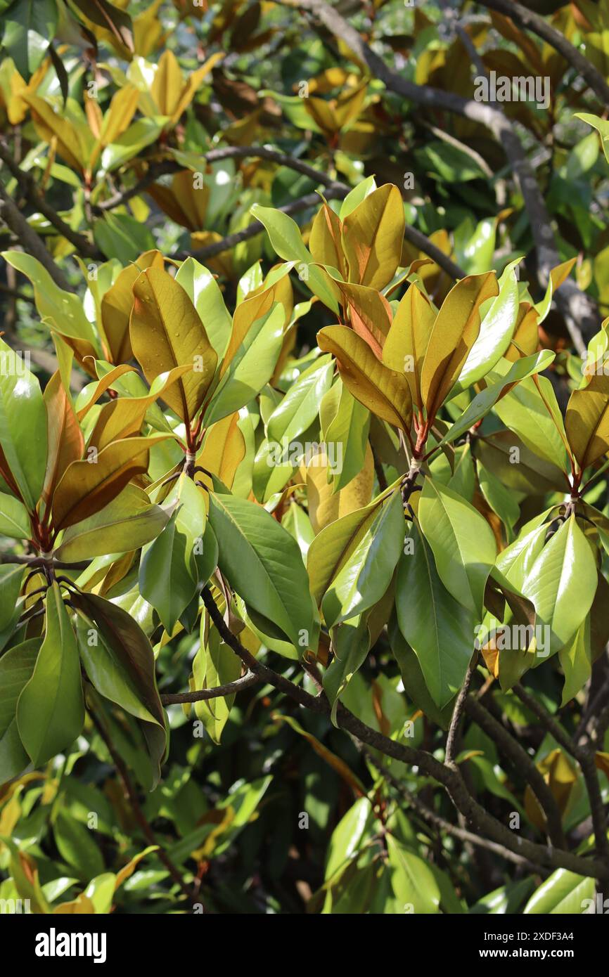 freshly watered Leaves of an evergreen Magnolia Stock Photo - Alamy