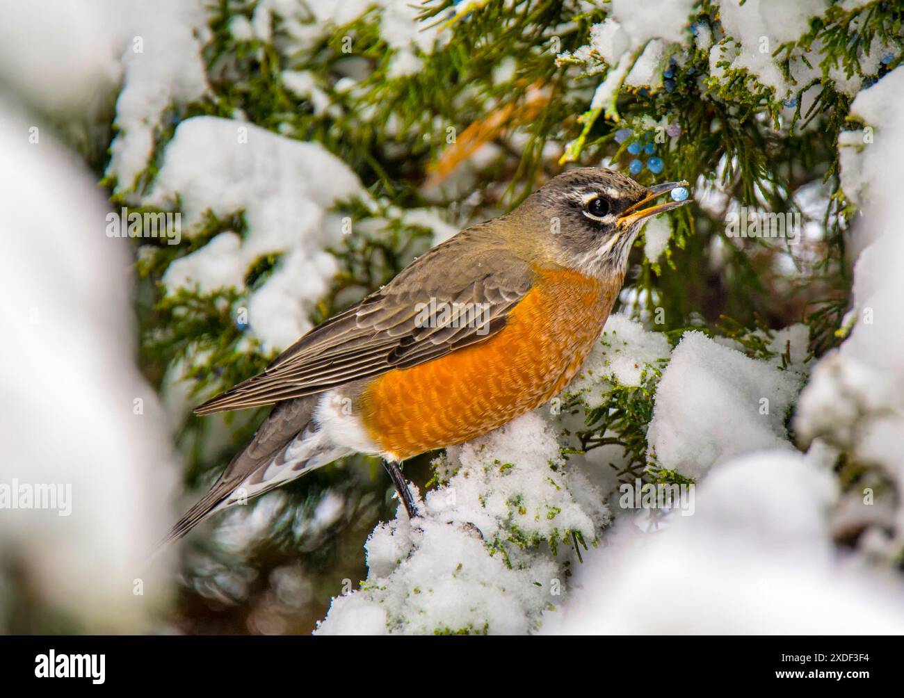 Robin in a snowy juniper tree hi-res stock photography and images - Alamy