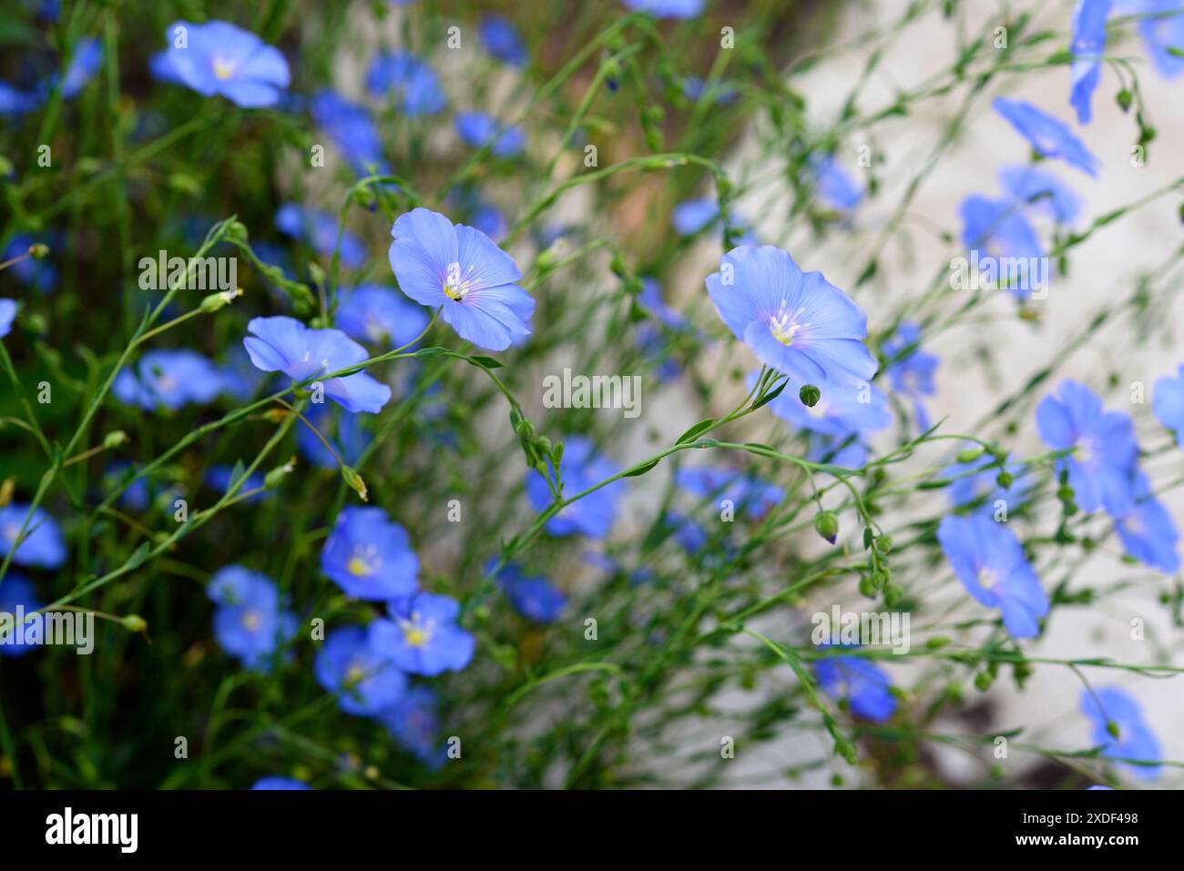 Blue flax flowers in the garden. Linum usitatissimum Stock Photo - Alamy