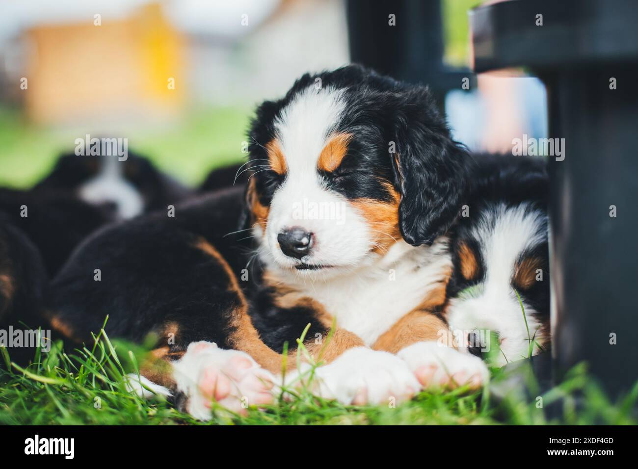 Bernese Mountain Dog puppy Stock Photo - Alamy