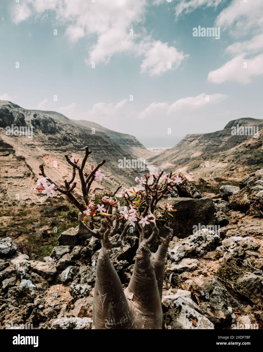 Stunning view of a Desert Rose (Adenium obesum) in full bloom at Wadi ...
