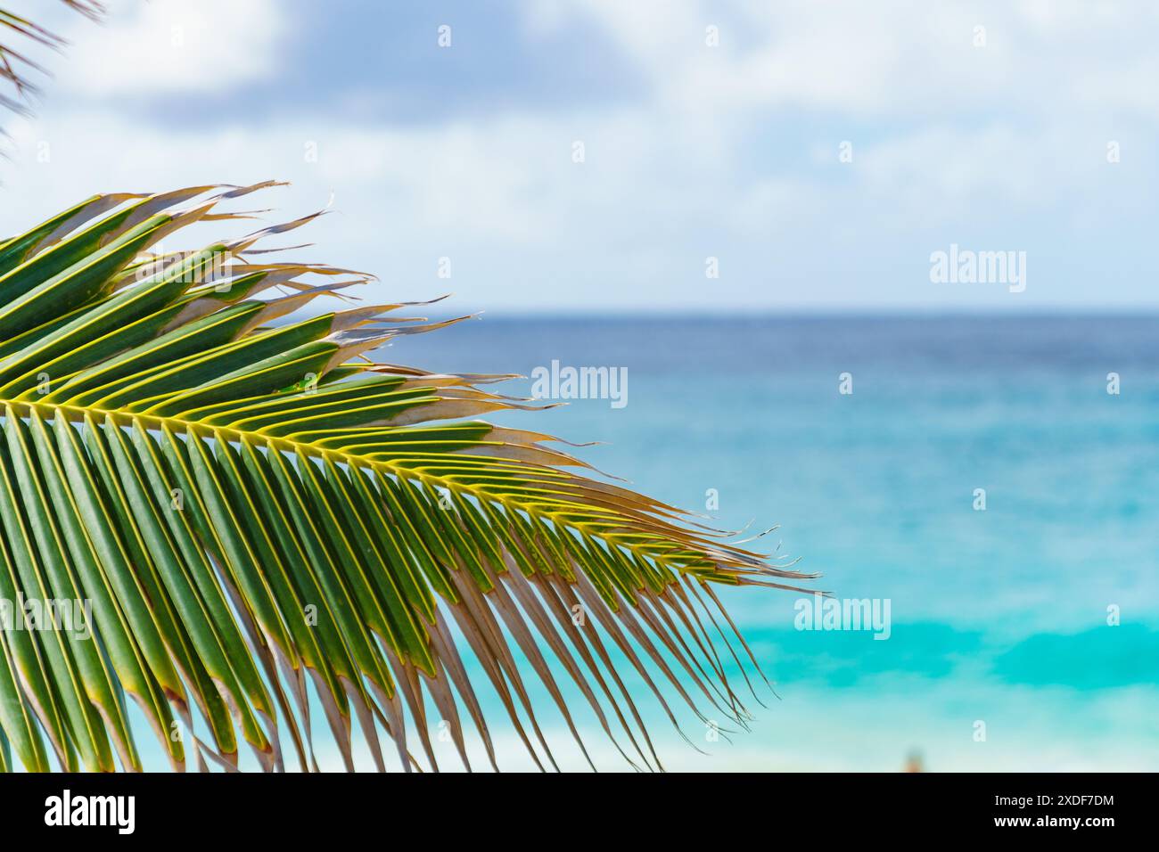 Aerial flying over palm trees hi-res stock photography and images - Alamy