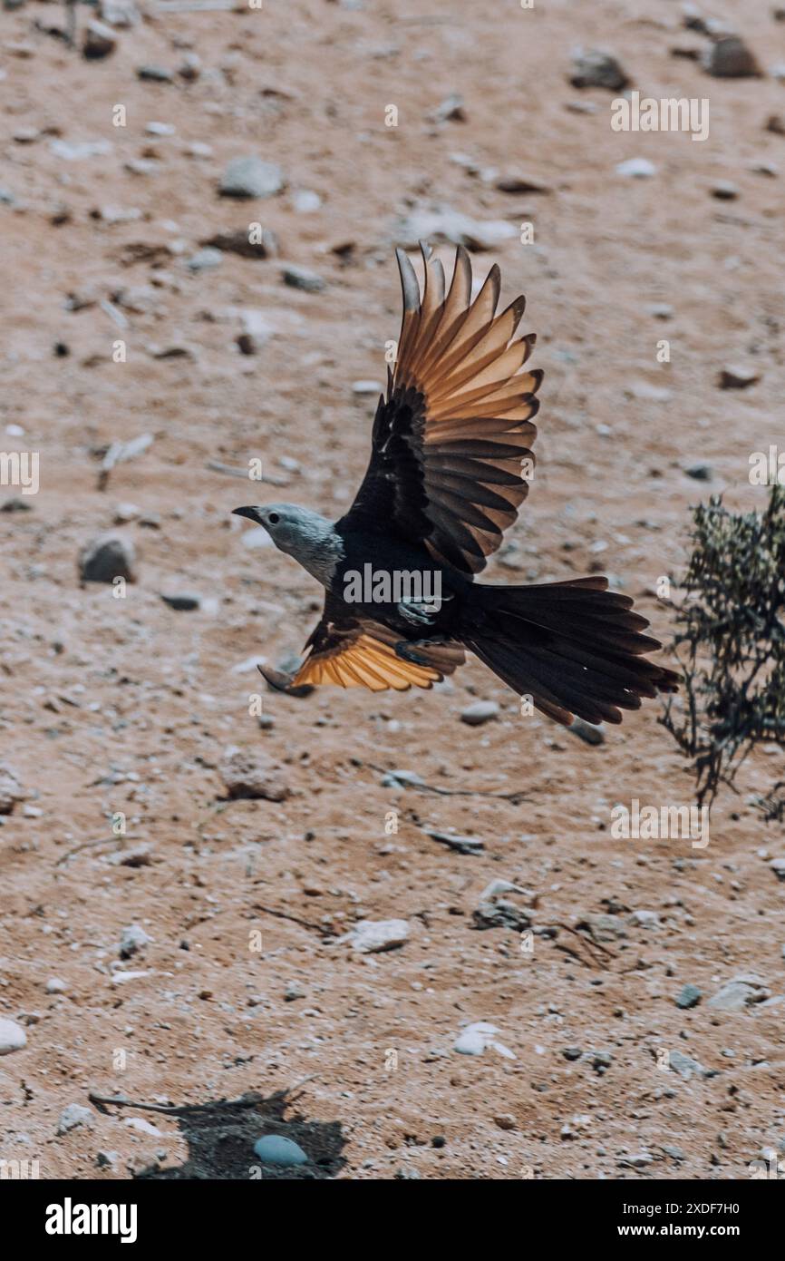 A black bird with orange-tipped wings taking flight from the sandy ...