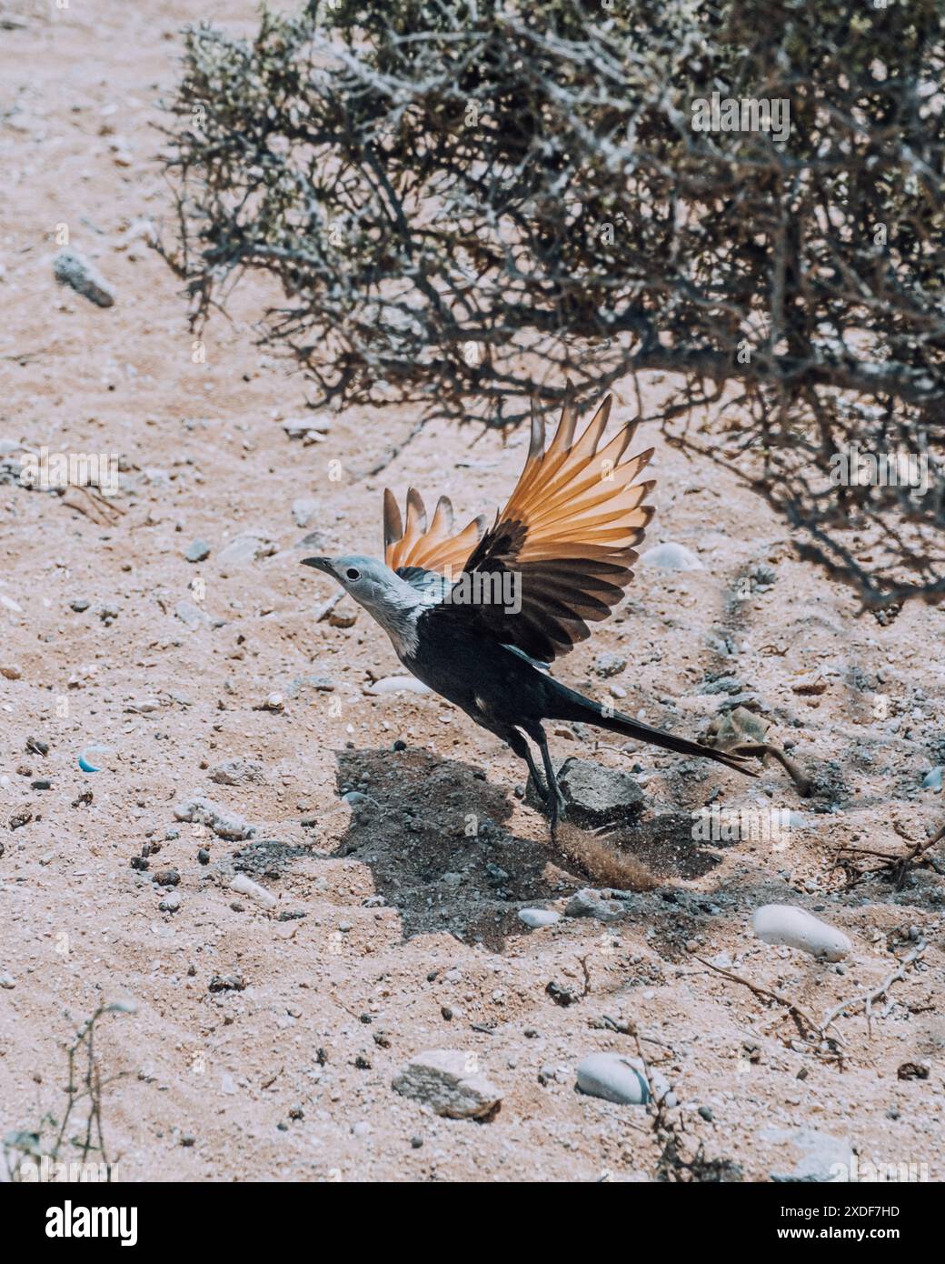 A black bird with orange-tipped wings taking flight from the sandy ...