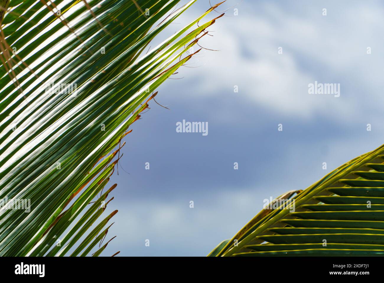 A palm tree leaf is shown against a blue sky backdrop with fluffy white ...