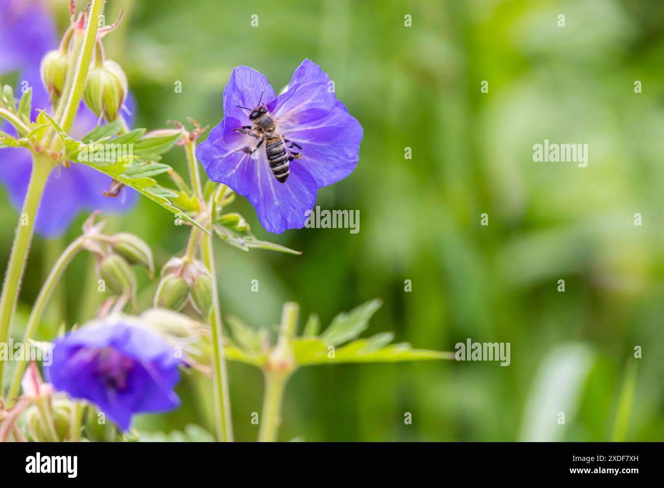 Wiesen storchenschnabel hi-res stock photography and images - Alamy