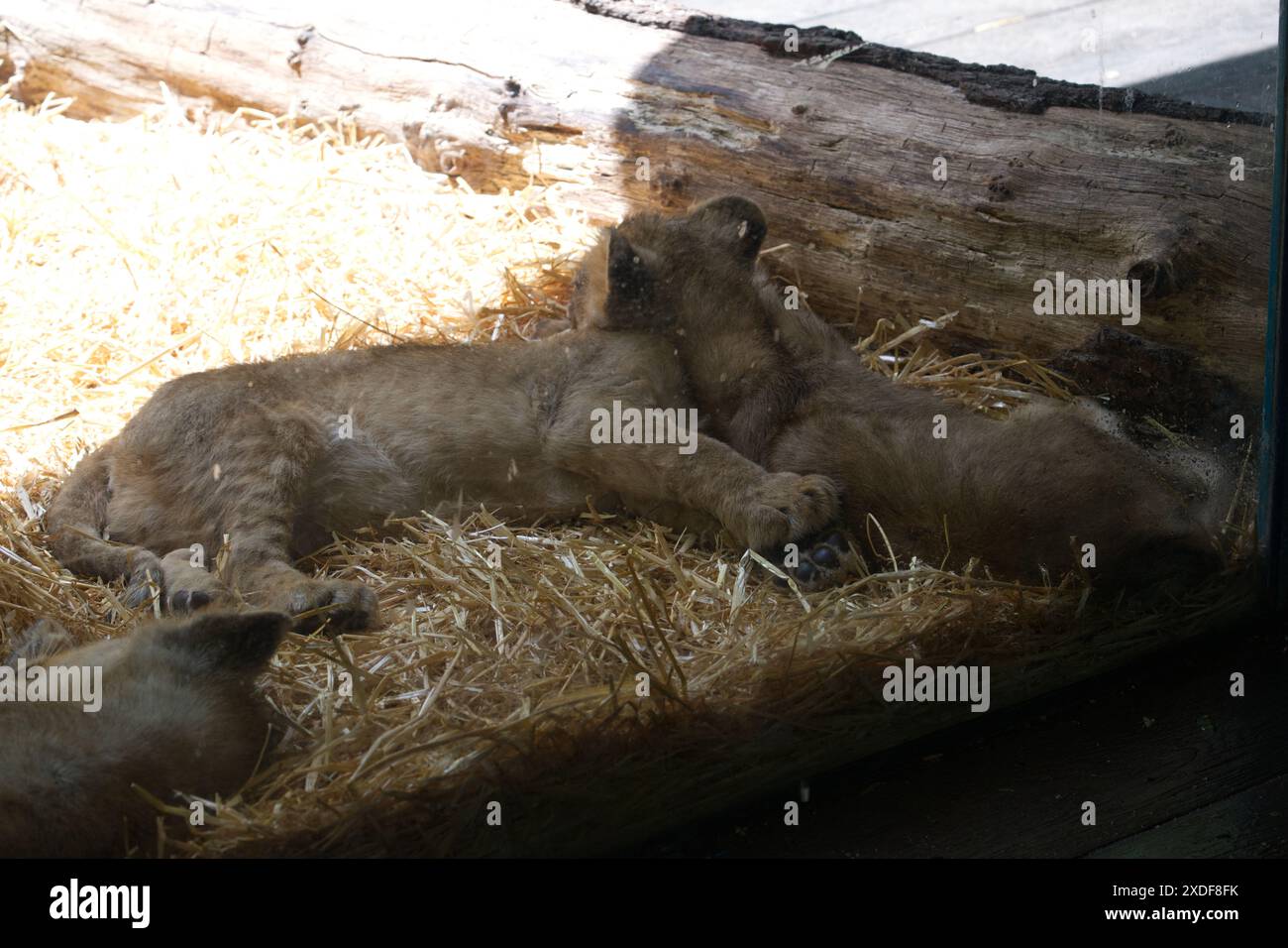 Lion cubs in london hi-res stock photography and images - Alamy