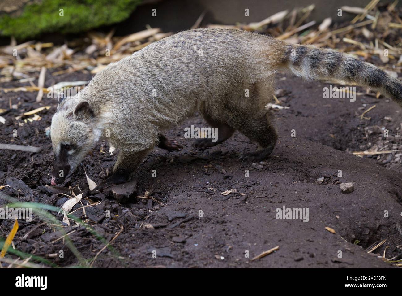 A Brown-nosed coati foraging for food Stock Photo - Alamy