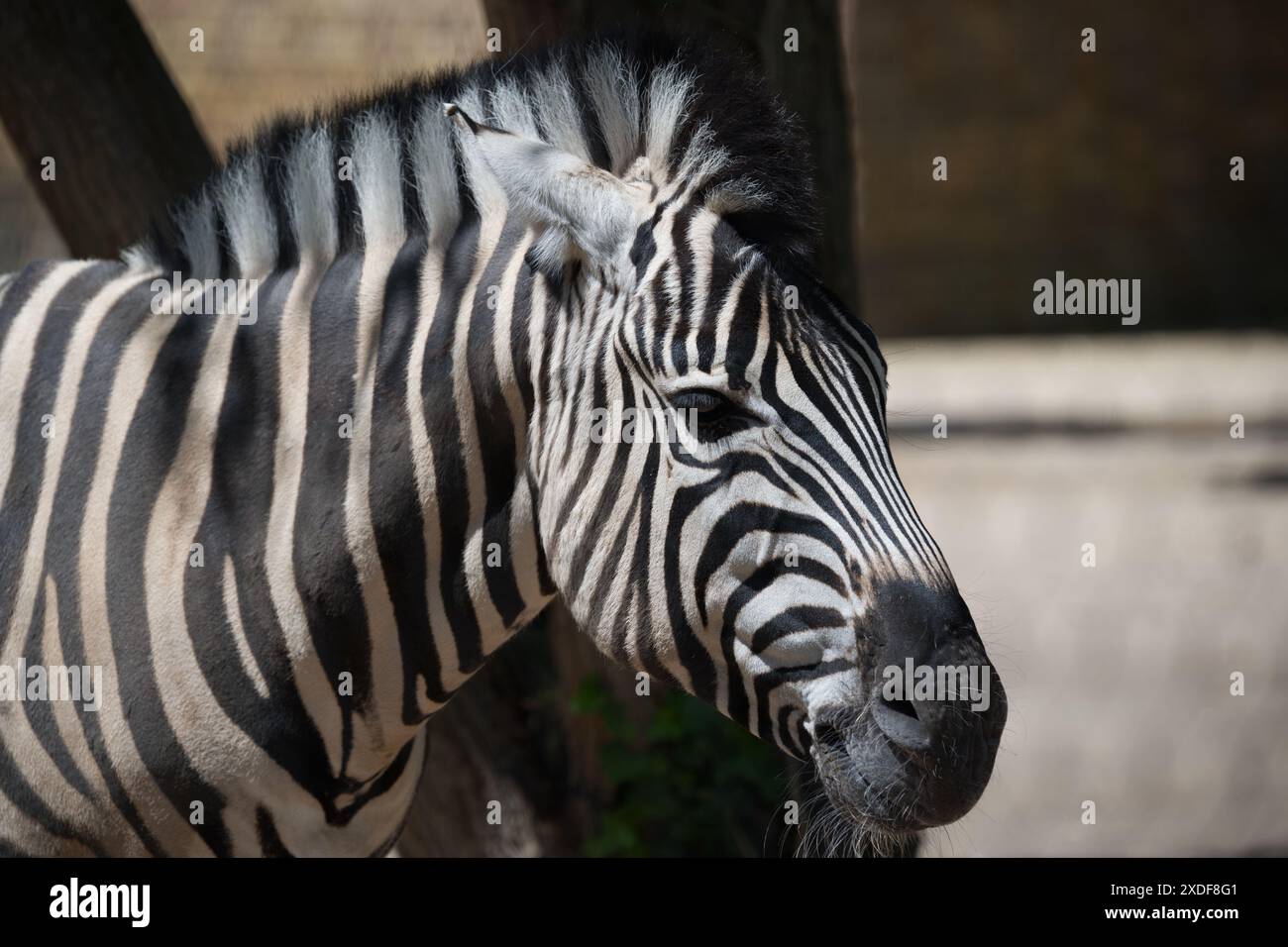 Chapmans zebra zoo hi-res stock photography and images - Alamy