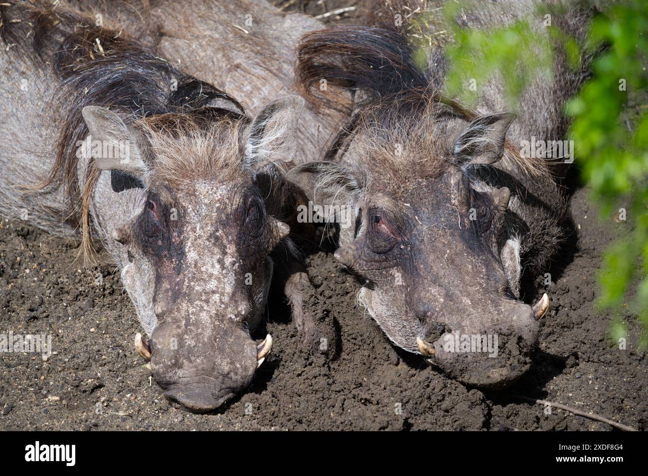 Common warthogs hi-res stock photography and images - Alamy