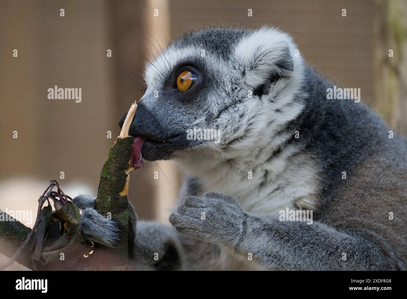 Eating a tree branch hi-res stock photography and images - Alamy