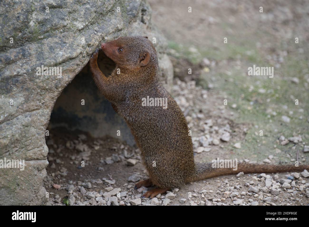 Common Dwarf Mongoose Stock Photo - Alamy
