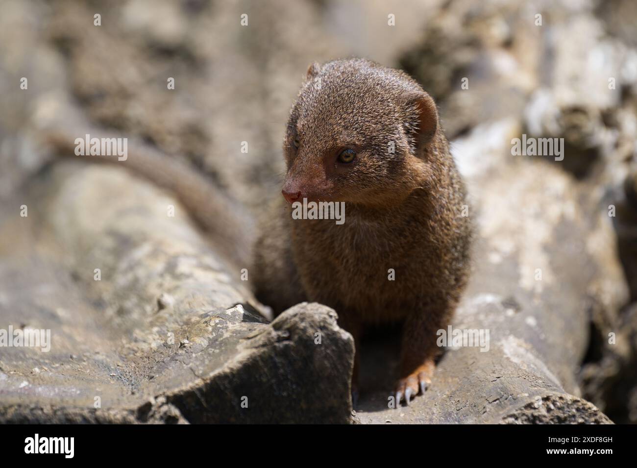 Common Dwarf Mongoose Stock Photo - Alamy