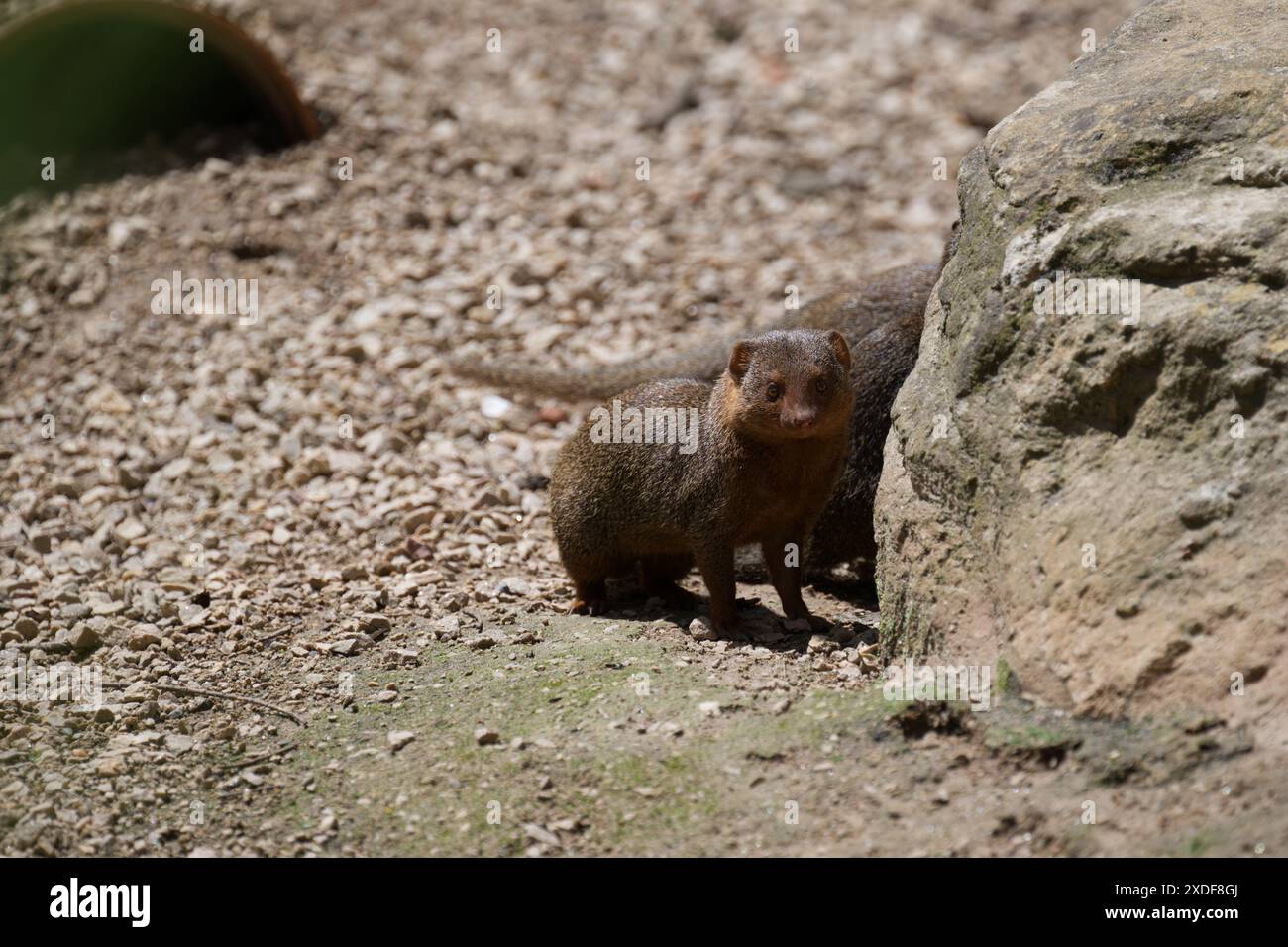 Common Dwarf Mongoose Stock Photo - Alamy