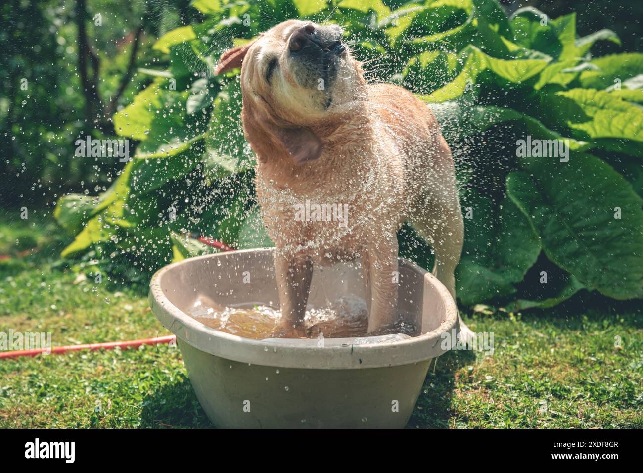 A cheerful Labrador plays with a big stick in a bath of water in nature ...