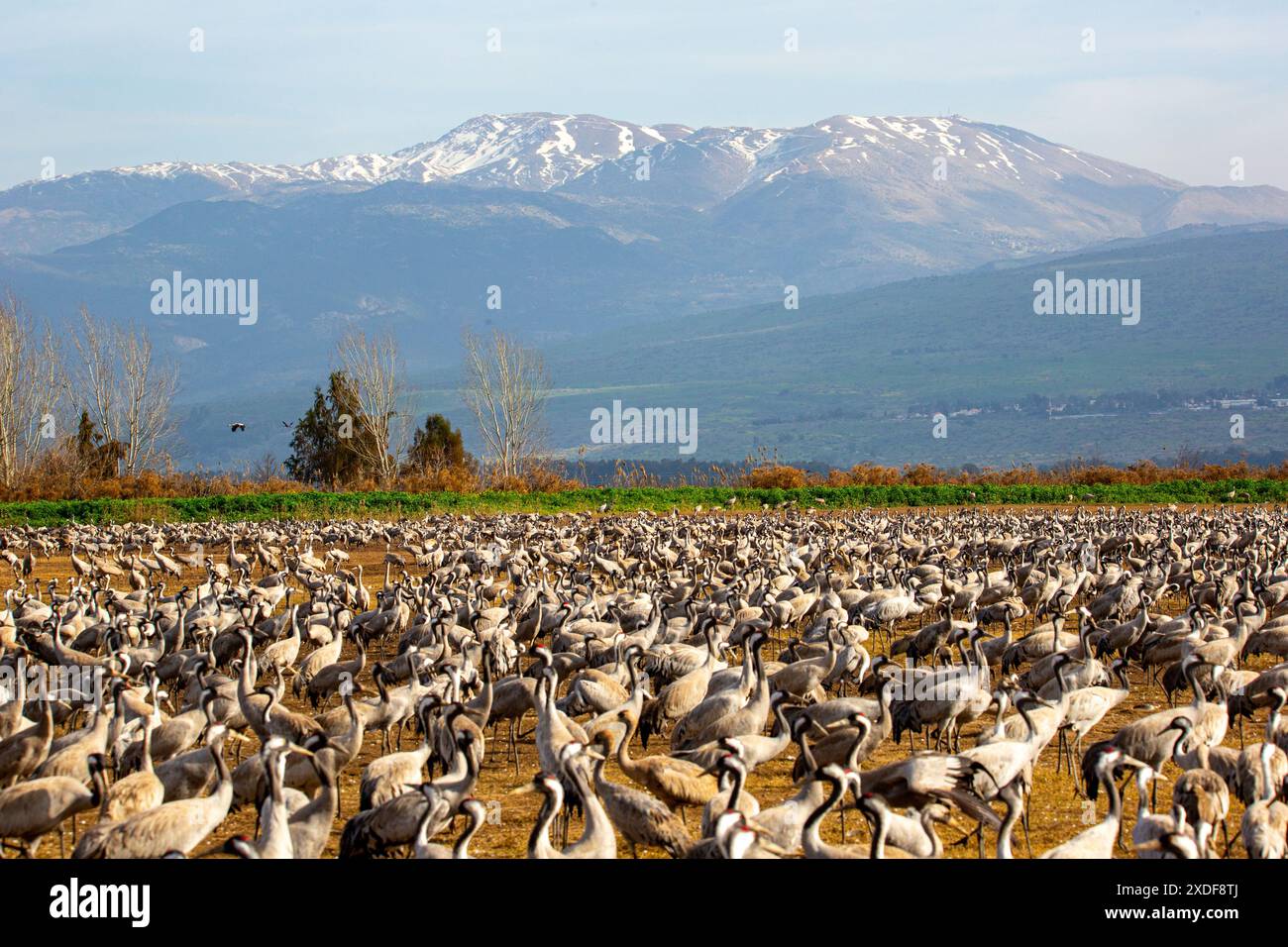 Common crane (Grus grus) large gathering of cranes at Hula Valley ...