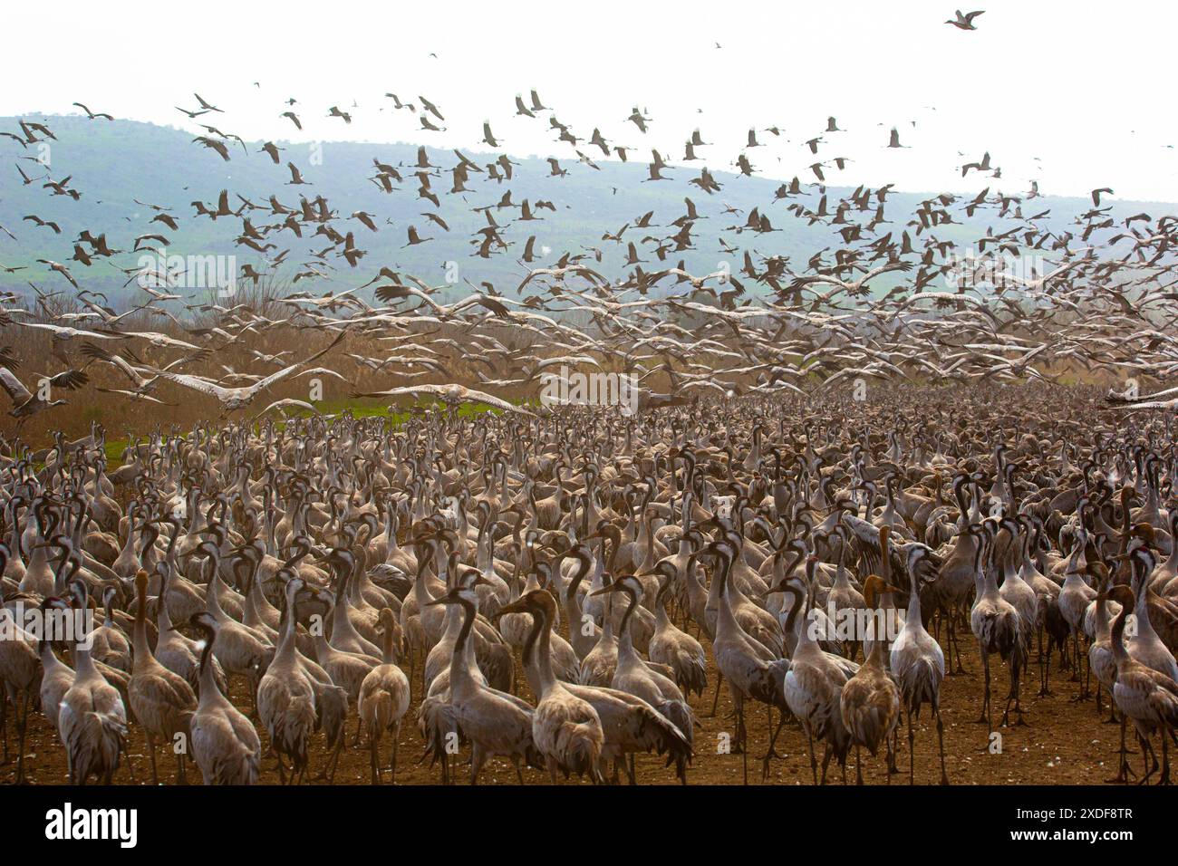 Common crane (Grus grus) large gathering of cranes at Hula Valley ...