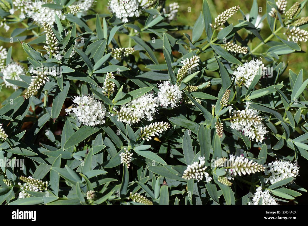 White flowering Hebe Blue star. A small shrub. Dutch garden, Summer ...