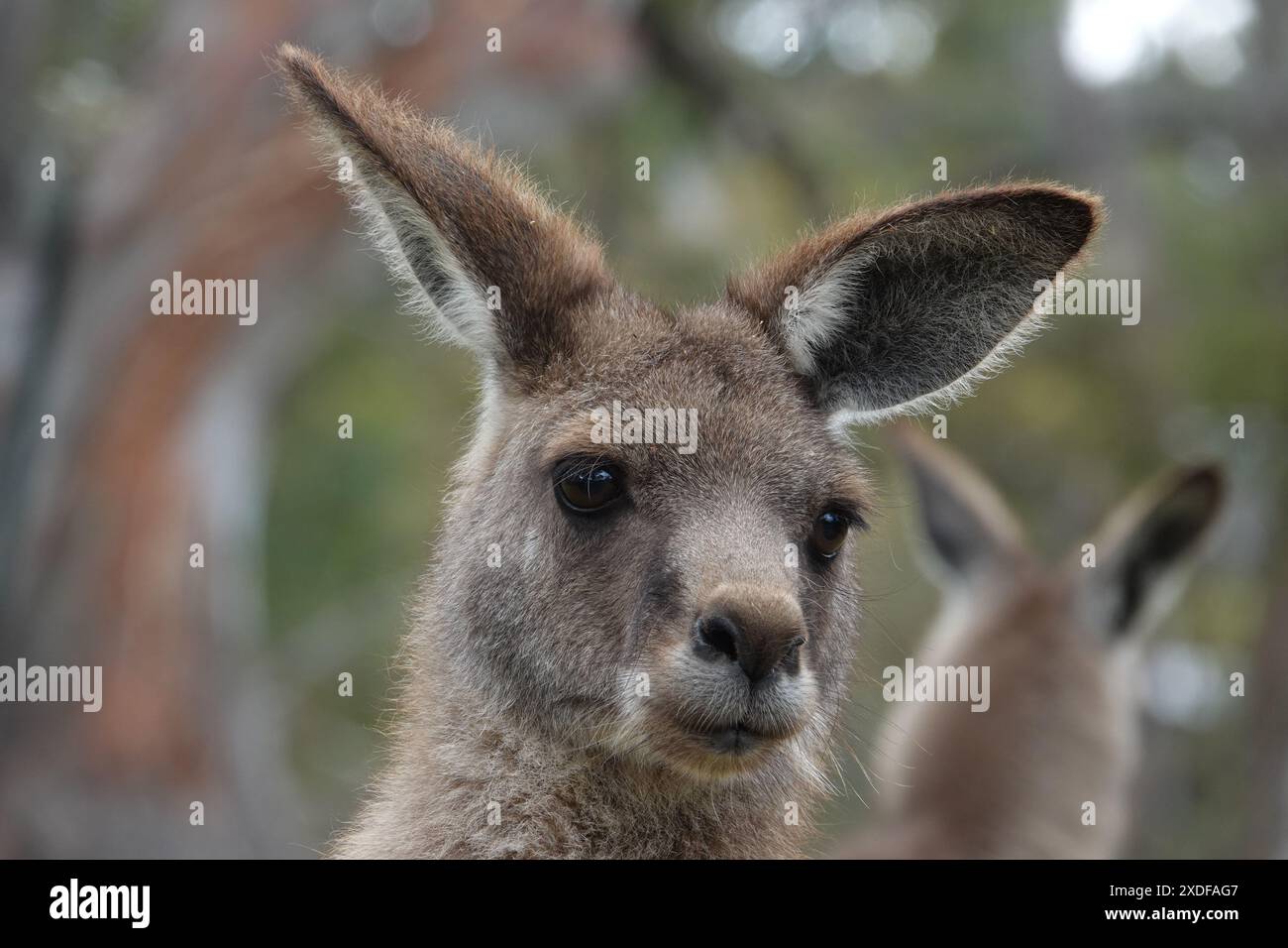 Kangaroo portrait. Close-up shot of a kangaroo, an iconic Australian ...