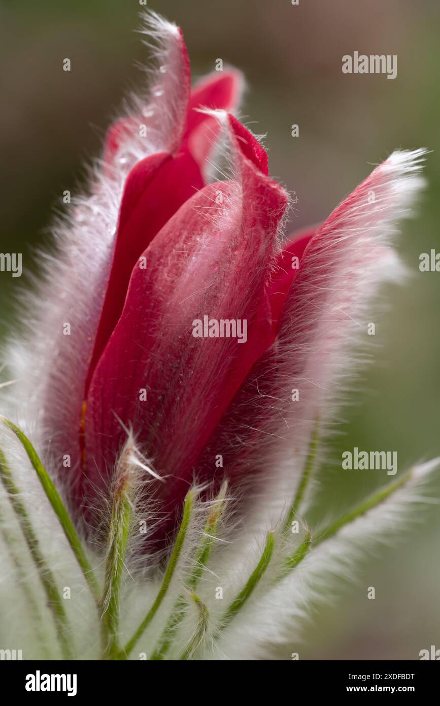 Spring. Awakening flowers. Pulsatilla vulgaris. Pasqueflower Stock ...