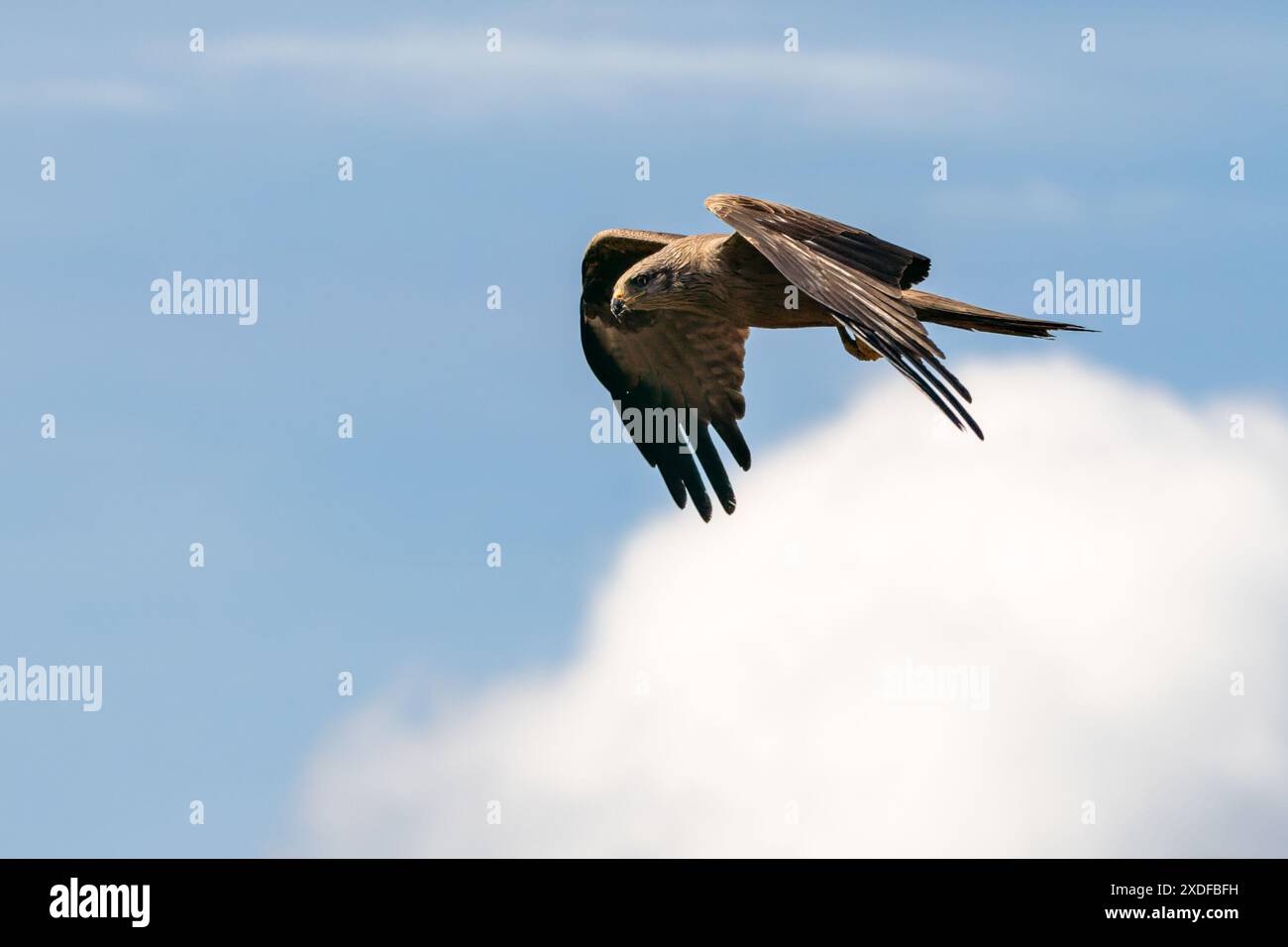Side view of a Black kite flying in the sky Stock Photo - Alamy
