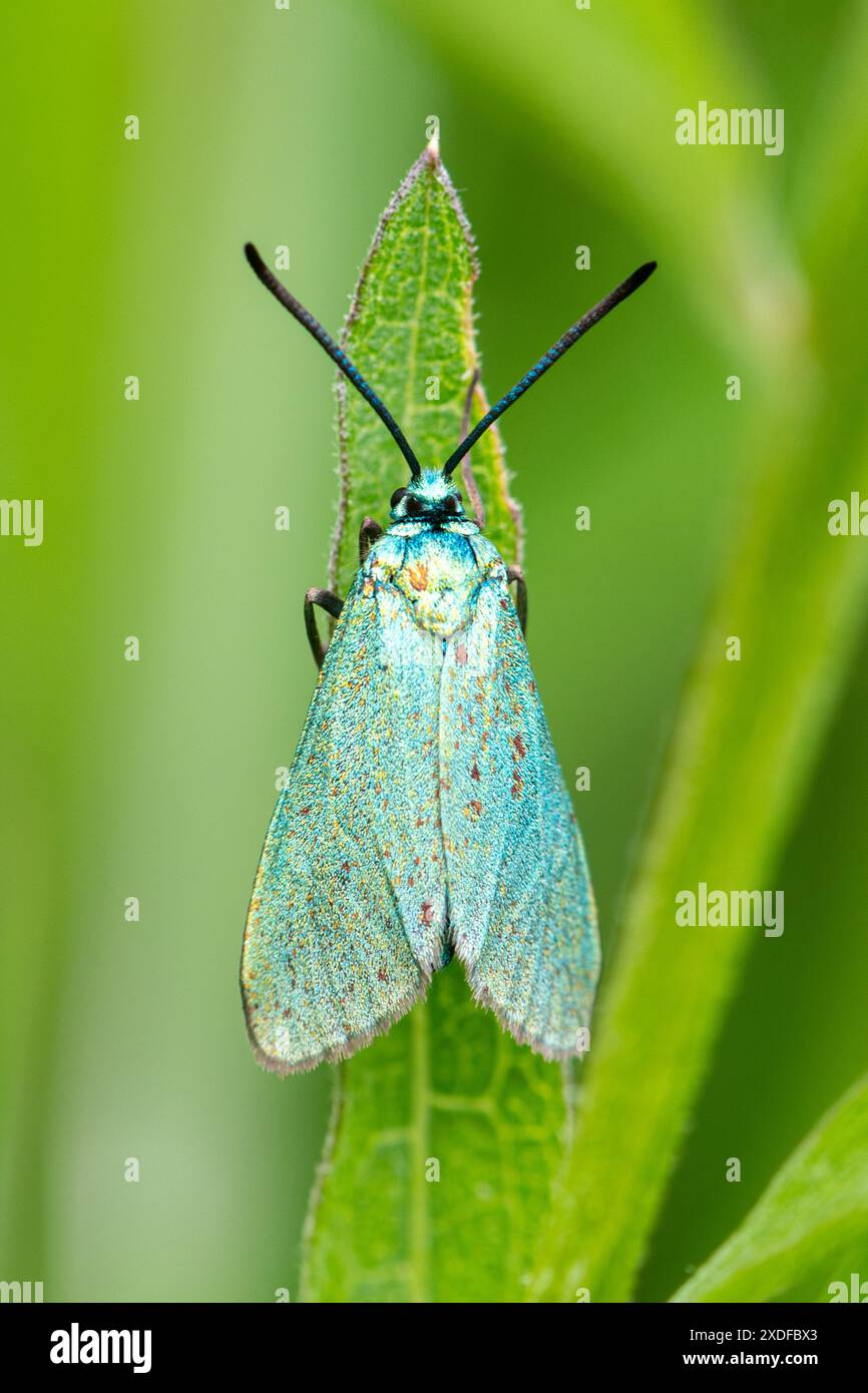 Forester moth (Adscita statices) during June in Hampshire, England, UK ...
