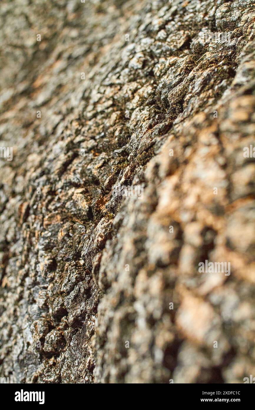 Detail of tree bark close up texture background Stock Photo - Alamy