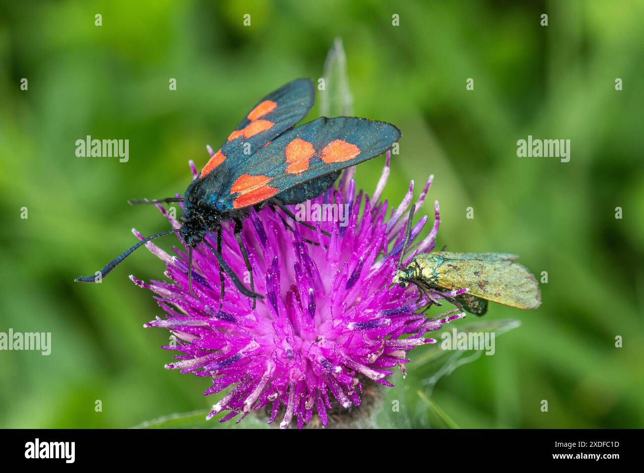 Five-spot burnet moth and forester moth (Adscita statices) on a common ...