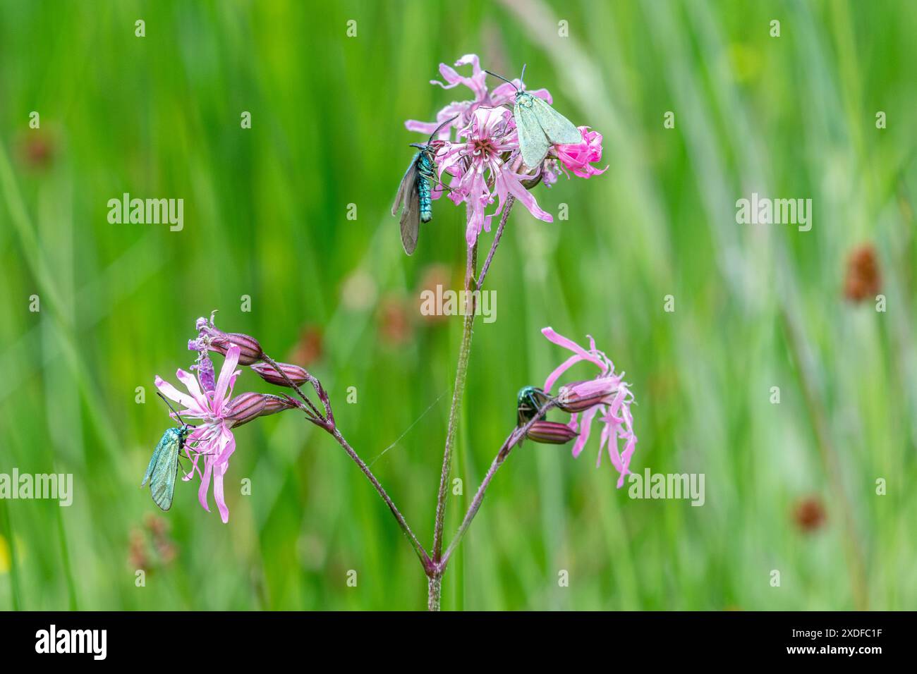 Forester moths (Adscita statices) on ragged robin (Lychnis flos-cuculi ...
