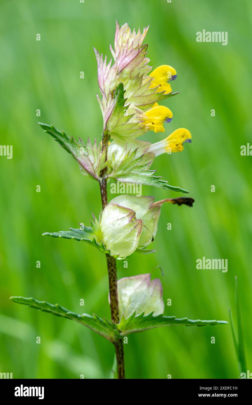 Yellow rattle (Rhinanthus minor) wildflower, a semi-parasitic flowering ...