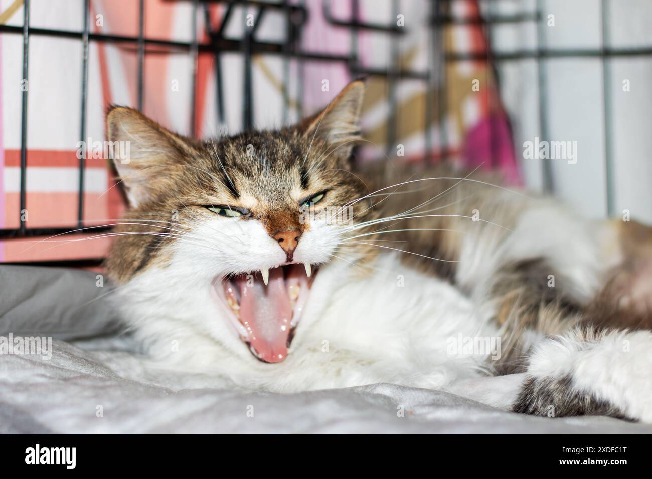 A small to mediumsized cat with its mouth open lies on a bed ...