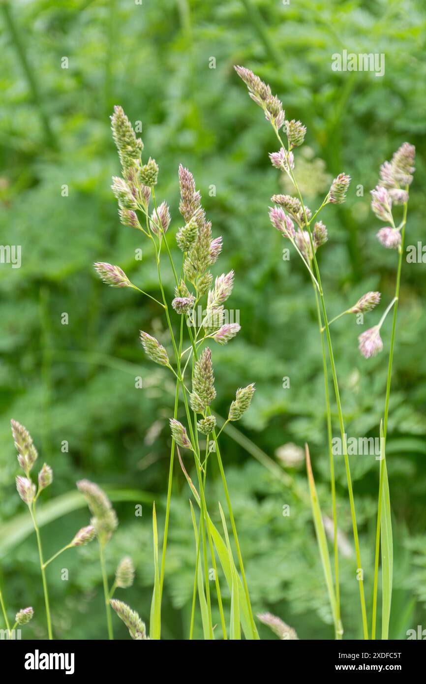 Cocksfoot grass (Cock's-foot, Dactylis glomerata), UK Stock Photo - Alamy