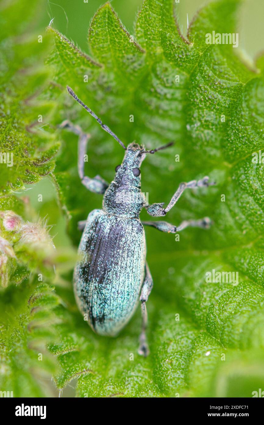 Nettle weevil (Phyllobius pomaceus), small green beetle on a stinging ...