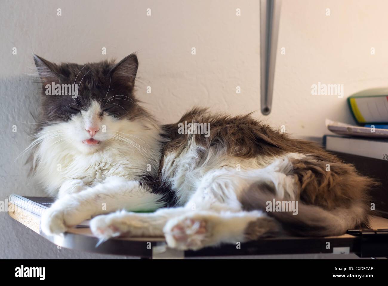 A domestic shorthaired black and white cat, a member of the Felidae ...