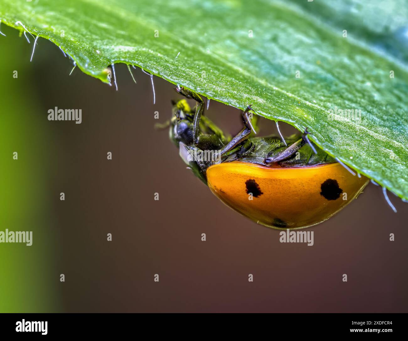 Closeup of Ladybird hanging upside down under green leaf Stock Photo ...