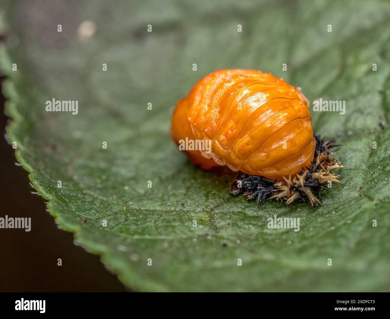 Closeup of Asian ladybird pupa on green leaf Stock Photo - Alamy