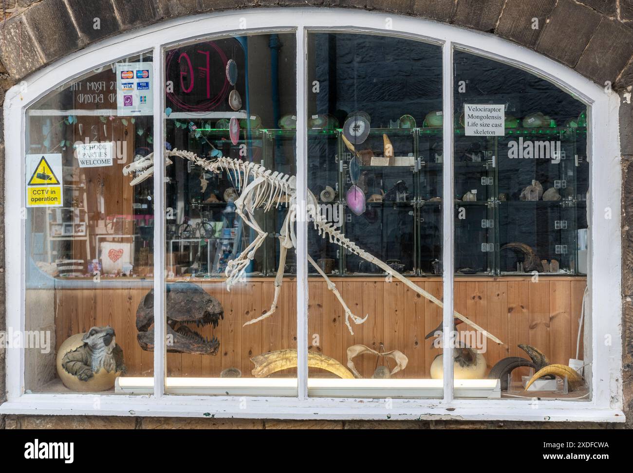 Window display of the Yorkshire Coast Dinosaur and Fossil Museum in ...