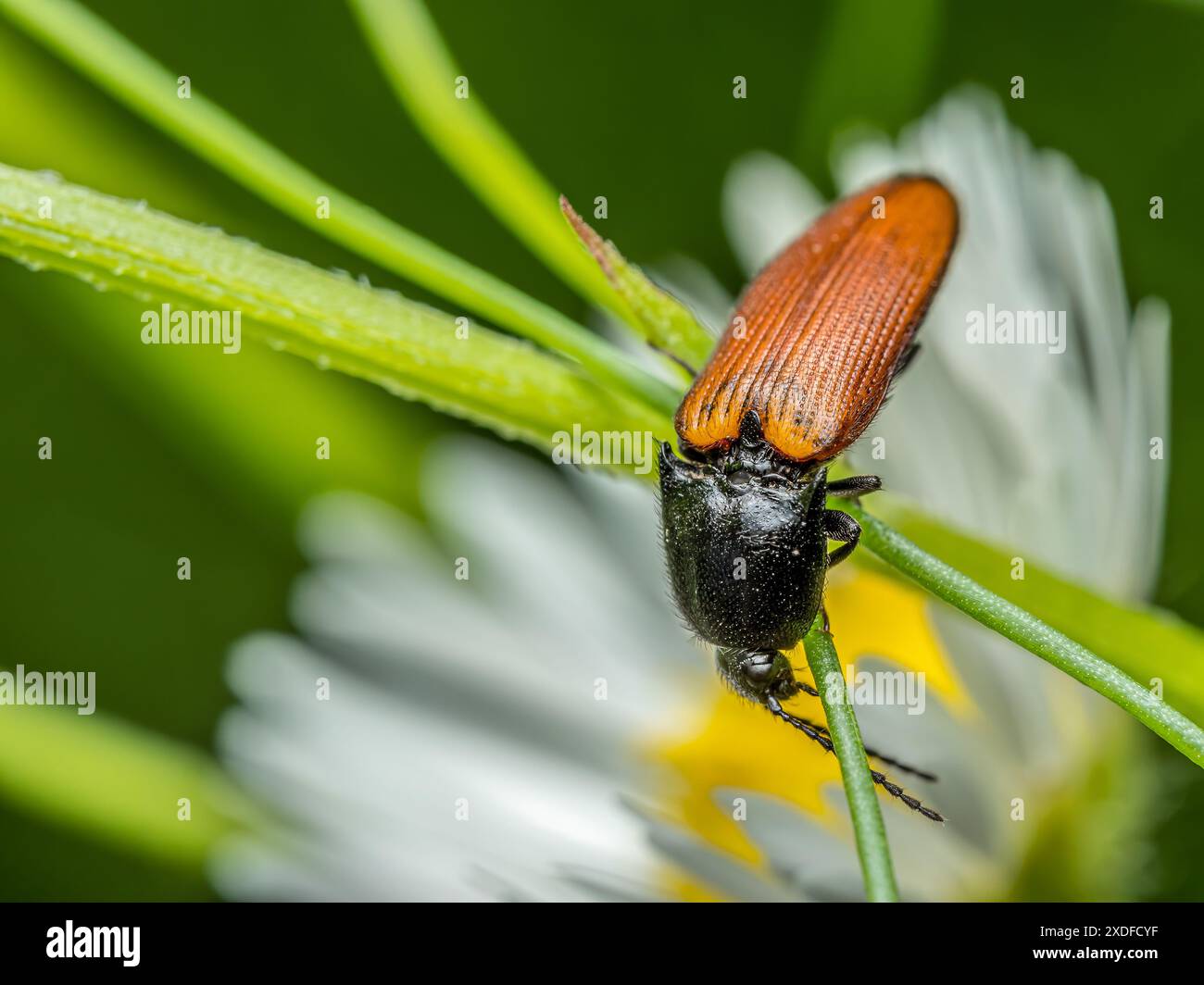 Red click beetle hi-res stock photography and images - Alamy