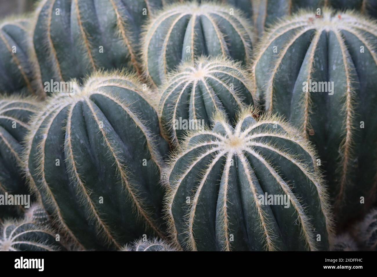 Full grown cactus hi-res stock photography and images - Alamy