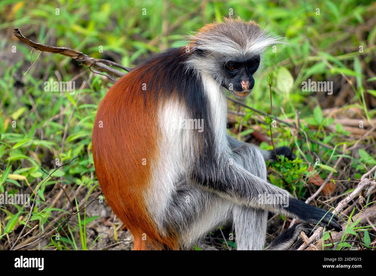 Colobo rosso hi-res stock photography and images - Alamy