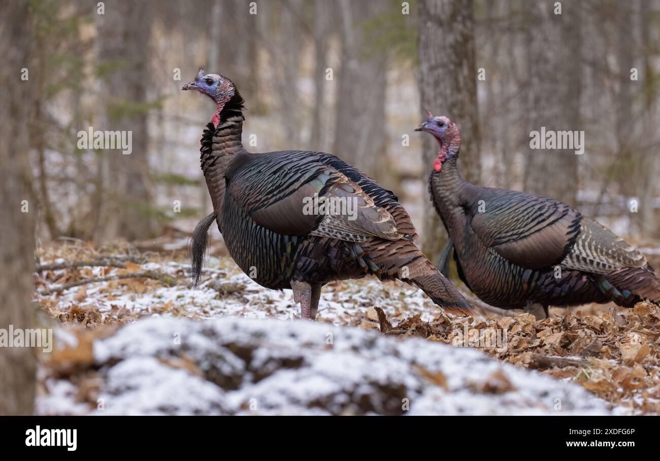Two wild tom turkeys in green grass hi-res stock photography and images ...