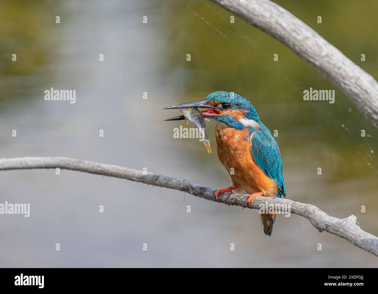 Bit of a mouthful. A male Kingfisher swallowing a big fish. Sat on a ...
