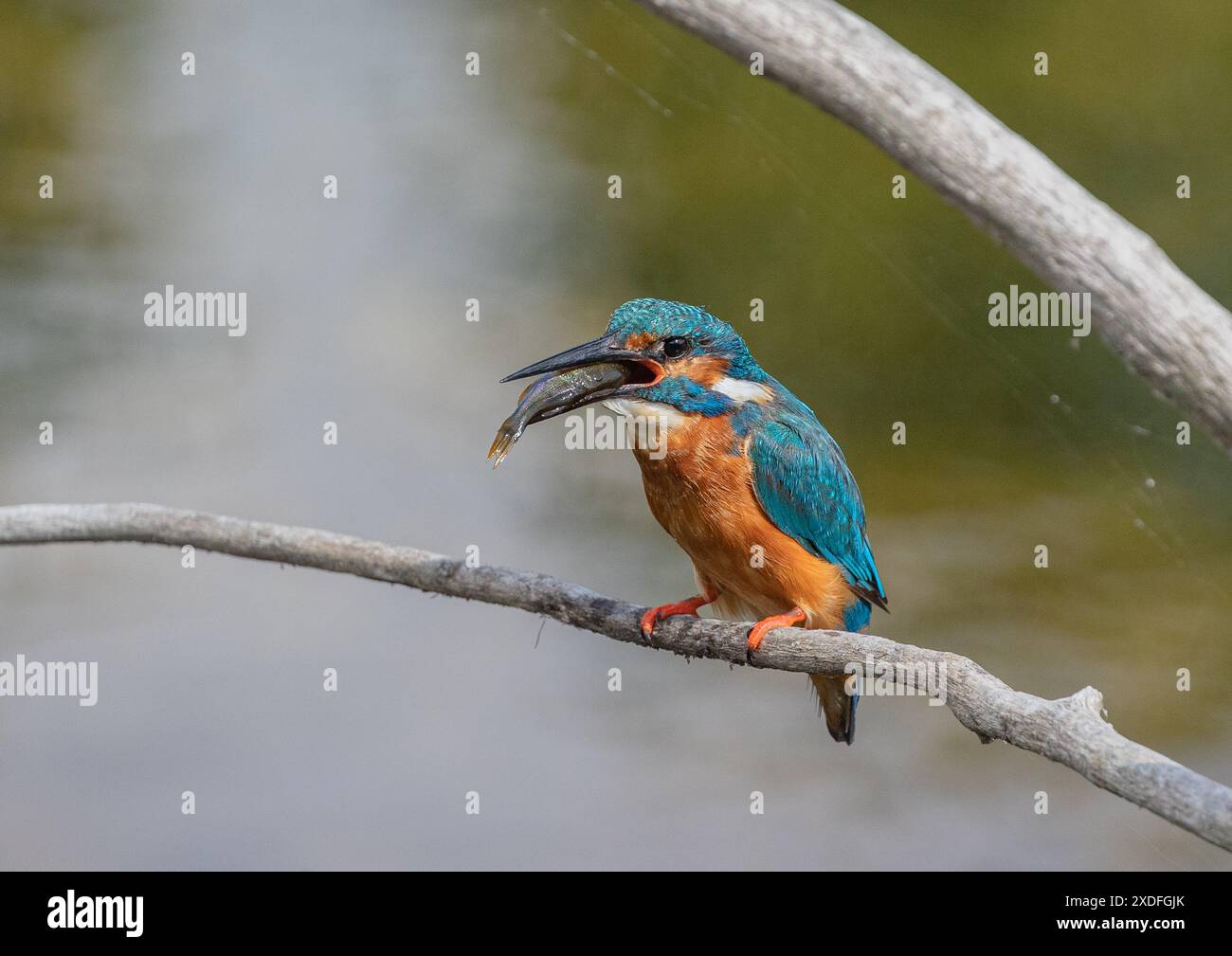 Bit of a mouthful. A male Kingfisher swallowing a big fish. Sat on a ...