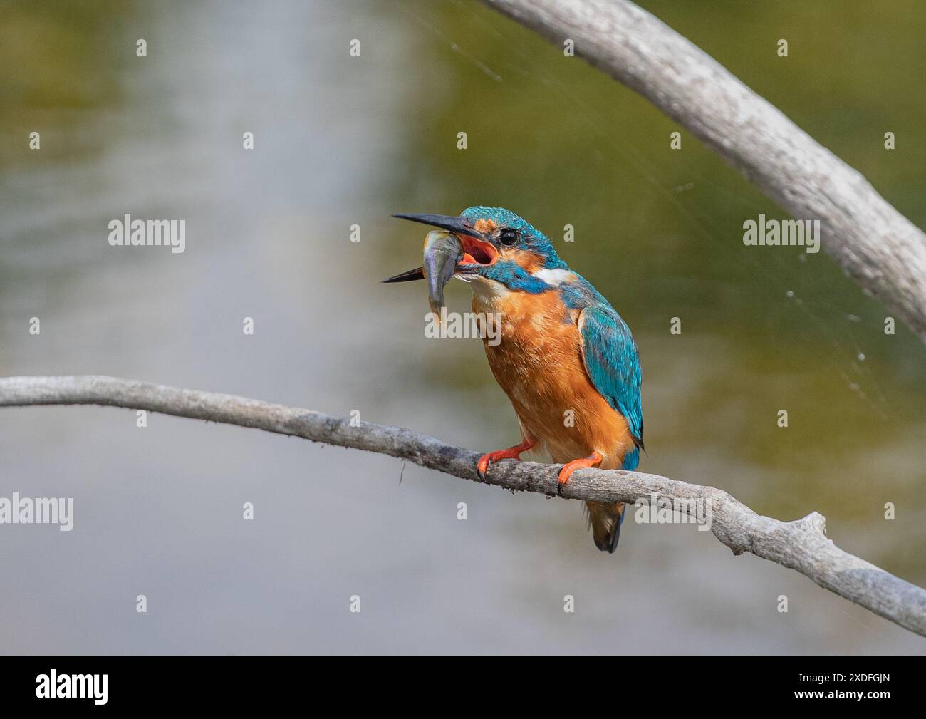 Bit of a mouthful. A male Kingfisher swallowing a big fish. Sat on a ...