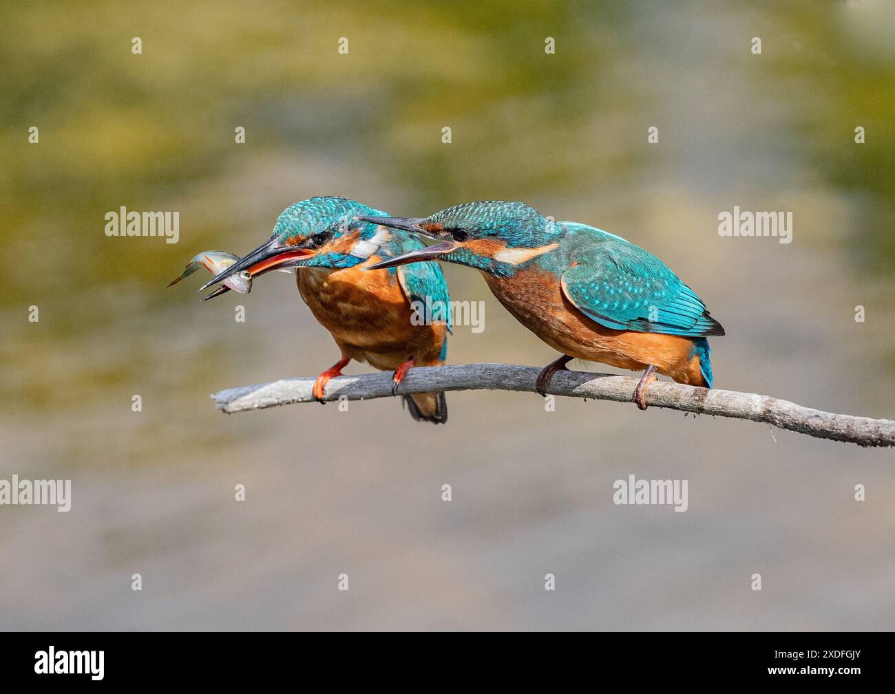 Young perch fish hi-res stock photography and images - Alamy
