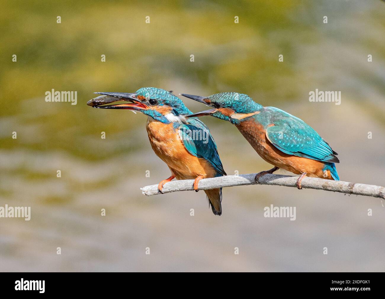 Young perch fish hi-res stock photography and images - Alamy