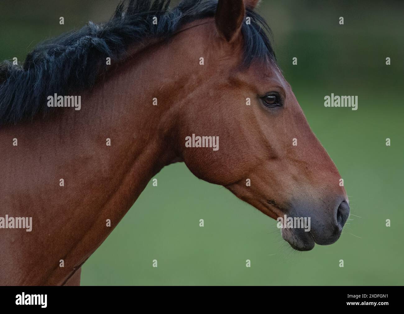 Close shot bay horse eating hi-res stock photography and images - Alamy